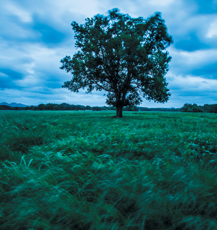 Chapter 5. Color as Emotion - Color: A Photographer’s Guide to ...