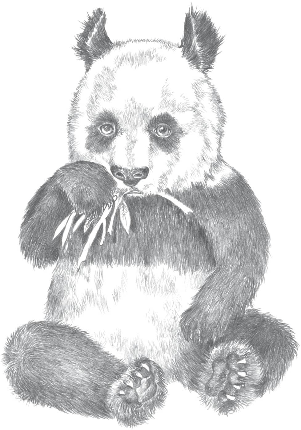 Animals - Big School of Drawing [Book]